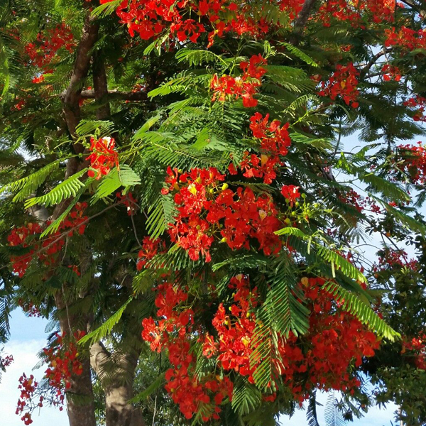 Gulmohar Tree 3-5 Feet | Della Nursery