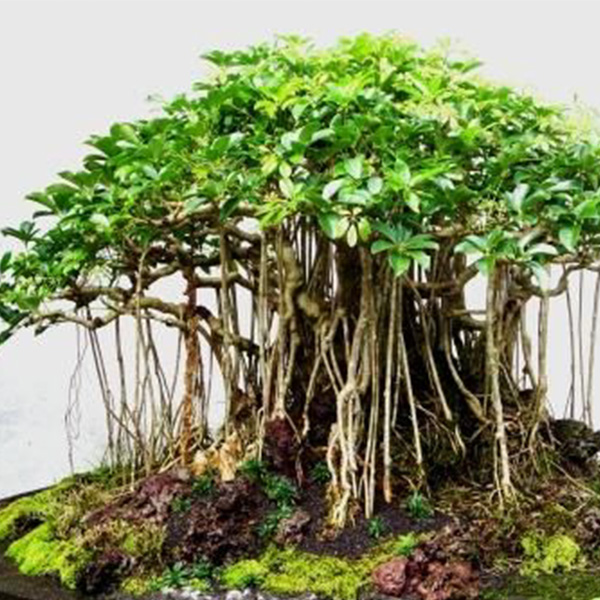 Banyan Bonsai | Della Nursery