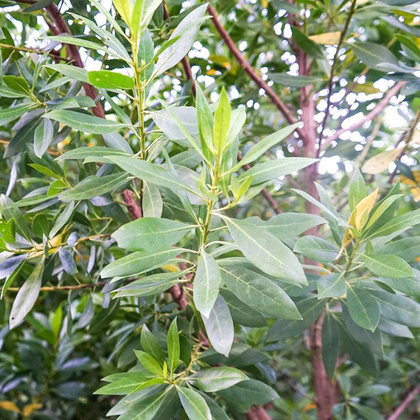Conocarpus Green Plant | Della Nursery