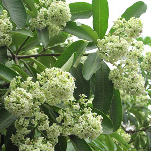 Alstonia Plant | Della Nursery